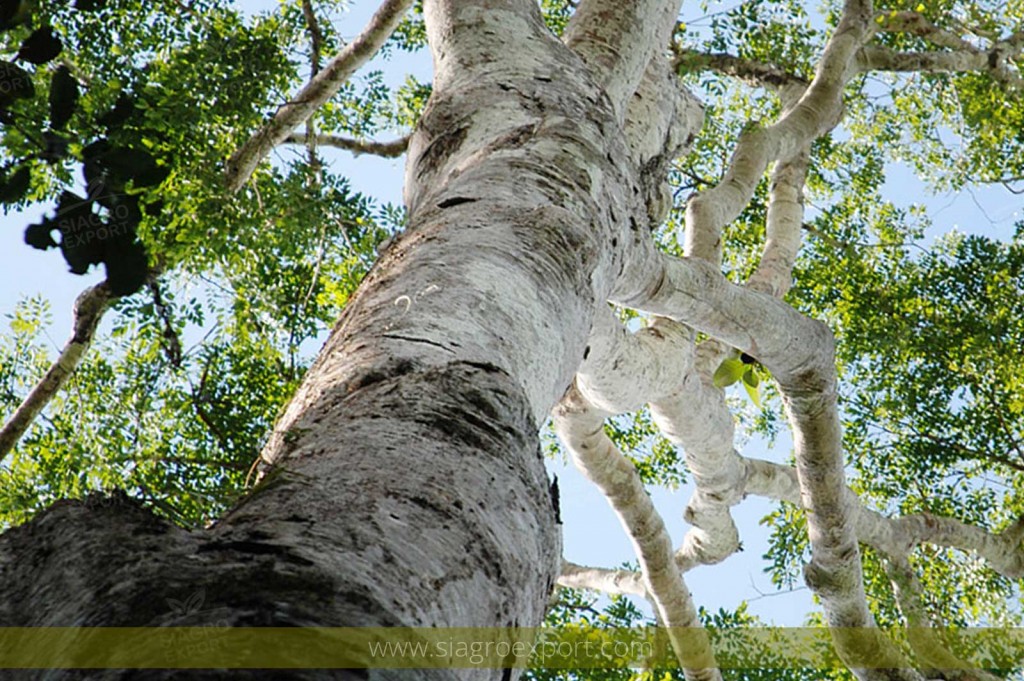 Copaiba-copaifera-paupera - Siagro Export | Superfoods | Productos ...