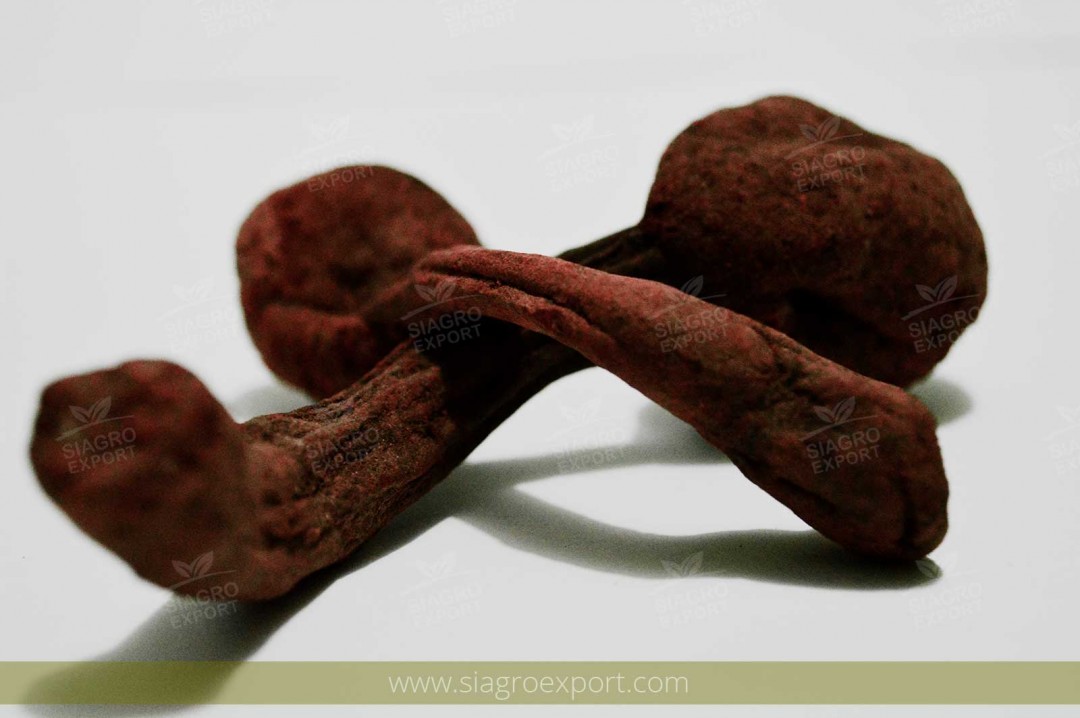 huanarpo-macho-helosis-cayennensis - Siagro Export | Superfoods ...